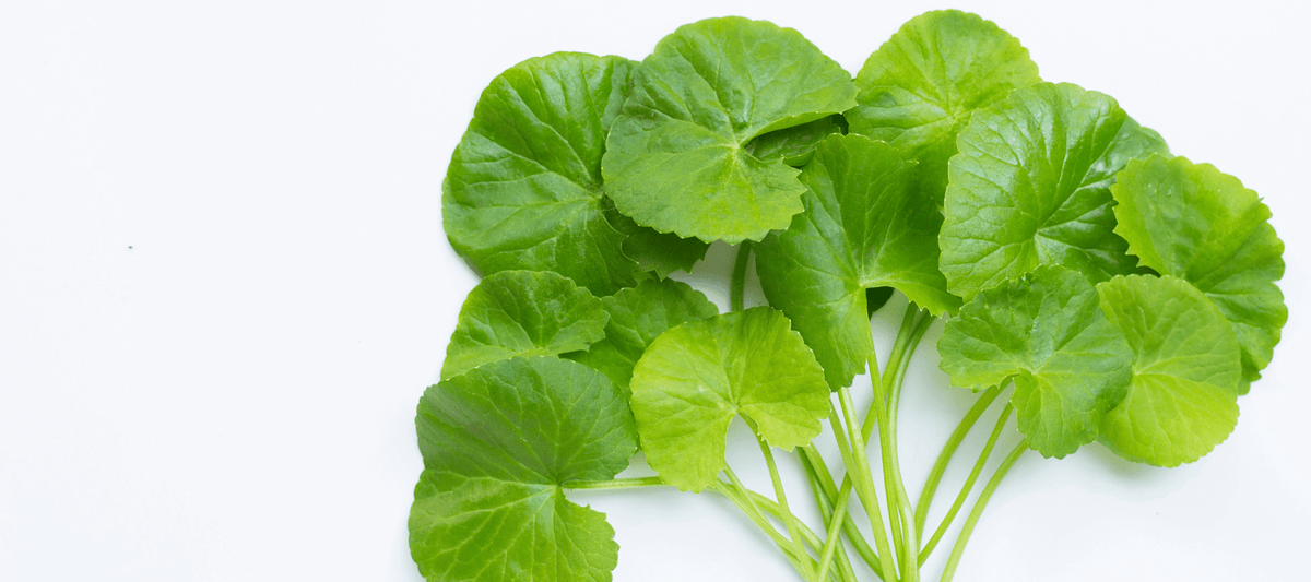 Centella Asiatica Uses: When to Use Centella Asiatica for Skin | The ...