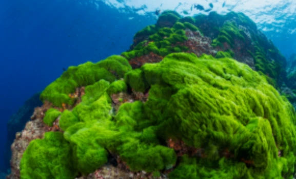 What is Algin: Meaning & Benefits of Algin