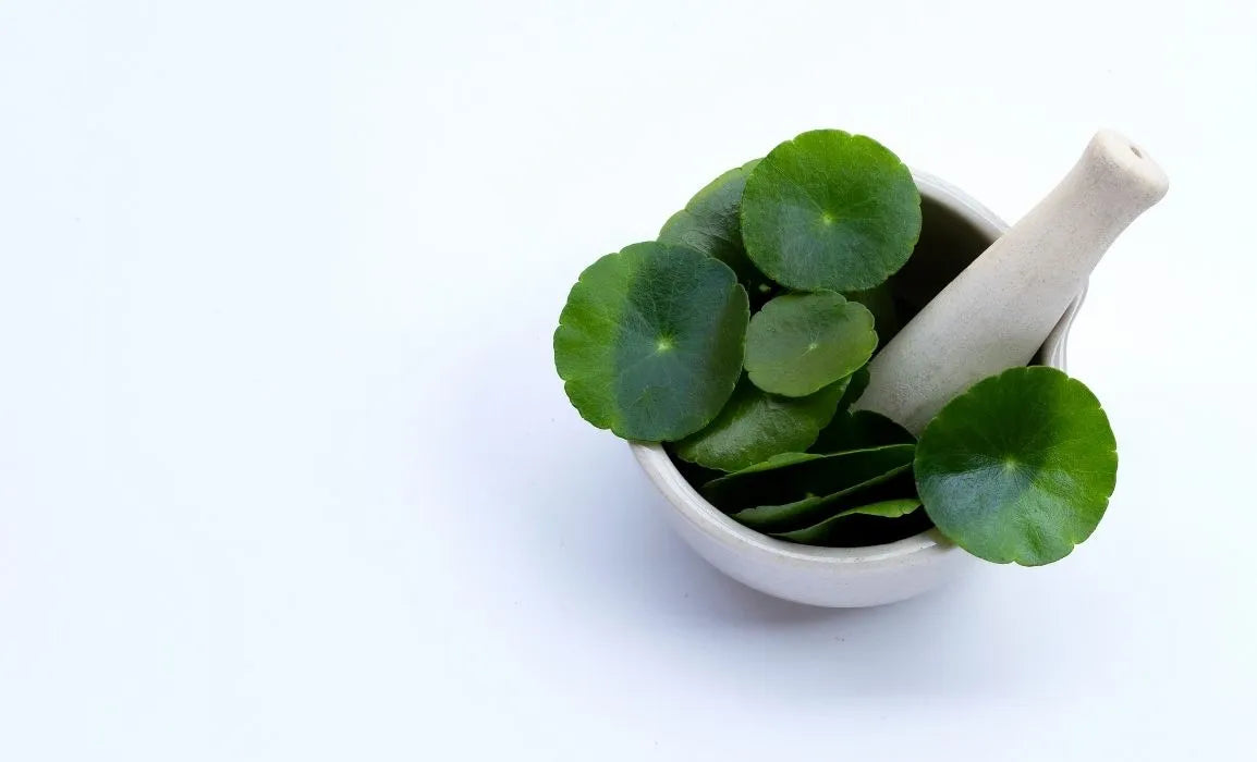 What is Centella Asiatica: Meaning & Benefits of Centella Asiatica ...